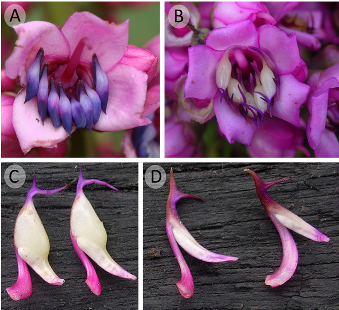 Axinaea filandiensis (Melastomataceae, Merianieae), a new species from ...