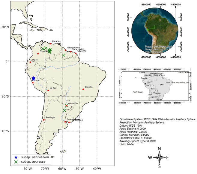 Notes on the genus Polycarpon (Caryophyllaceae) in South America, with ...