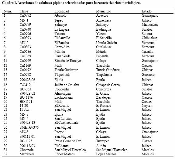 Caracterización morfológica de la calabaza pipiana (Cucurbita ...