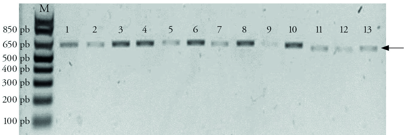 SITUACIÓN ACTUAL DE HONGOS ASOCIADOS A LA SECADERA DE LA FRESA ...