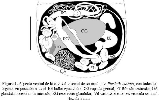 Observaciones sobre la reproducción y el ciclo vital de Plusiotis ...