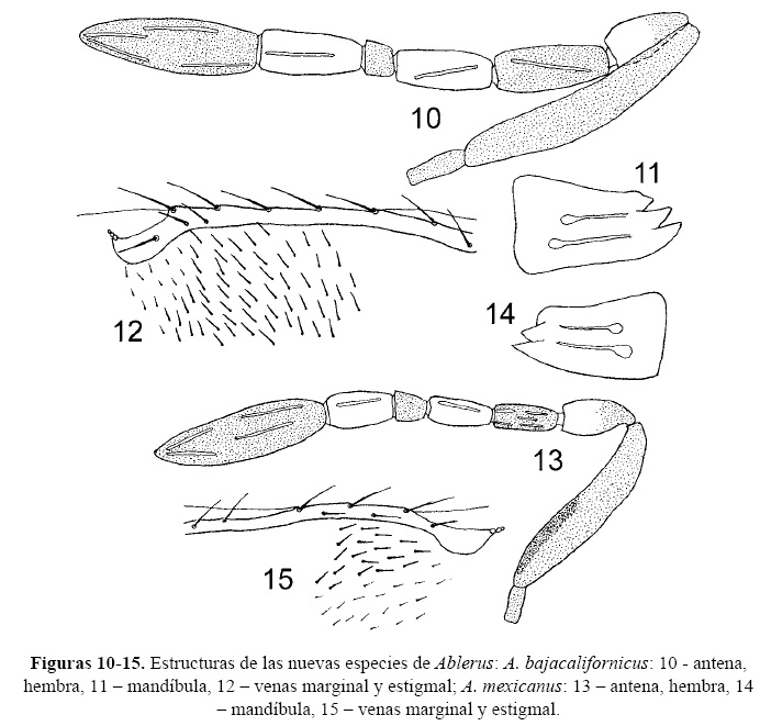 El género Ablerus Howard (Hymenoptera: Aphelinidae) en América del ...