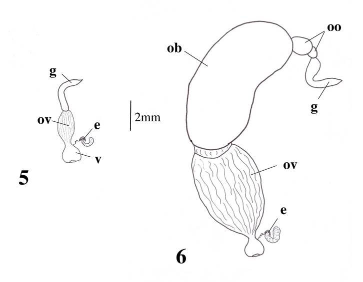 Nuevos datos sobre la distribución y la biología reproductiva de ...
