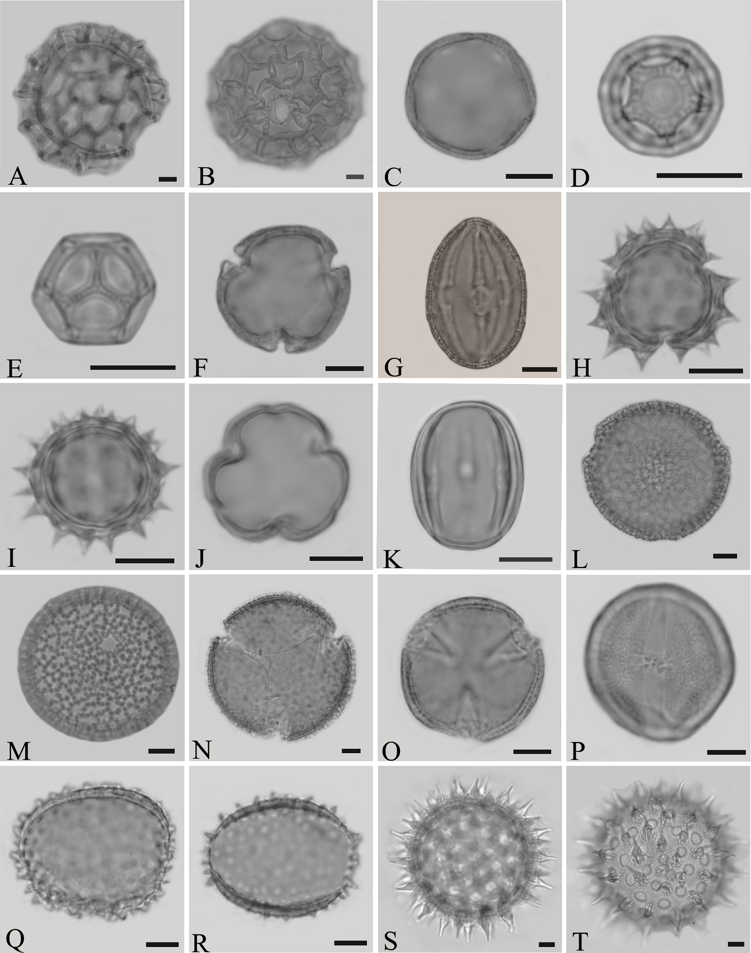 Pollen characterization of the bee flora from a Caatinga area of ...