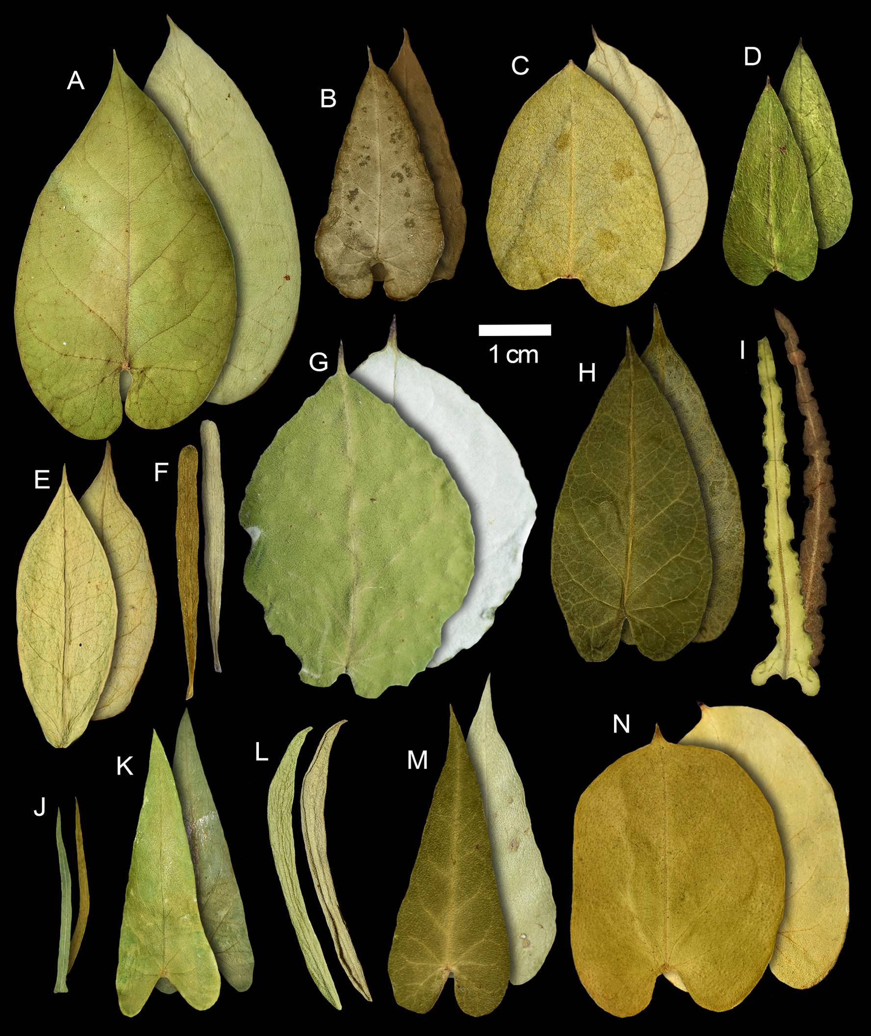Taxonomía, distribución y conservación de Funastrum (Apocynaceae ...