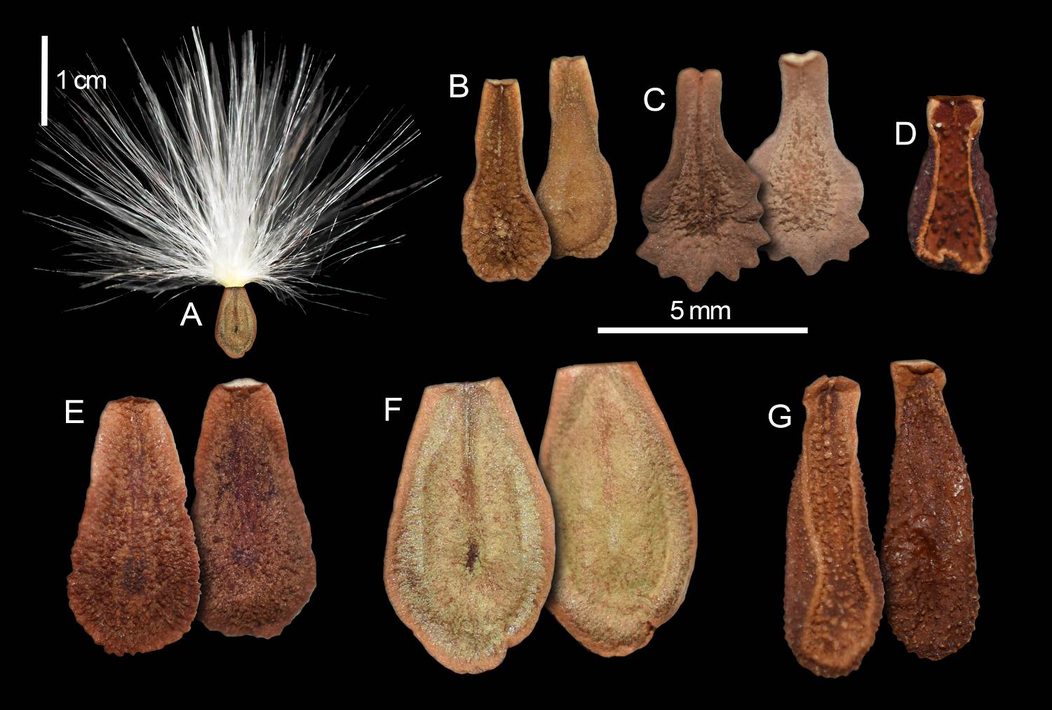 Taxonomía, distribución y conservación de Funastrum (Apocynaceae ...