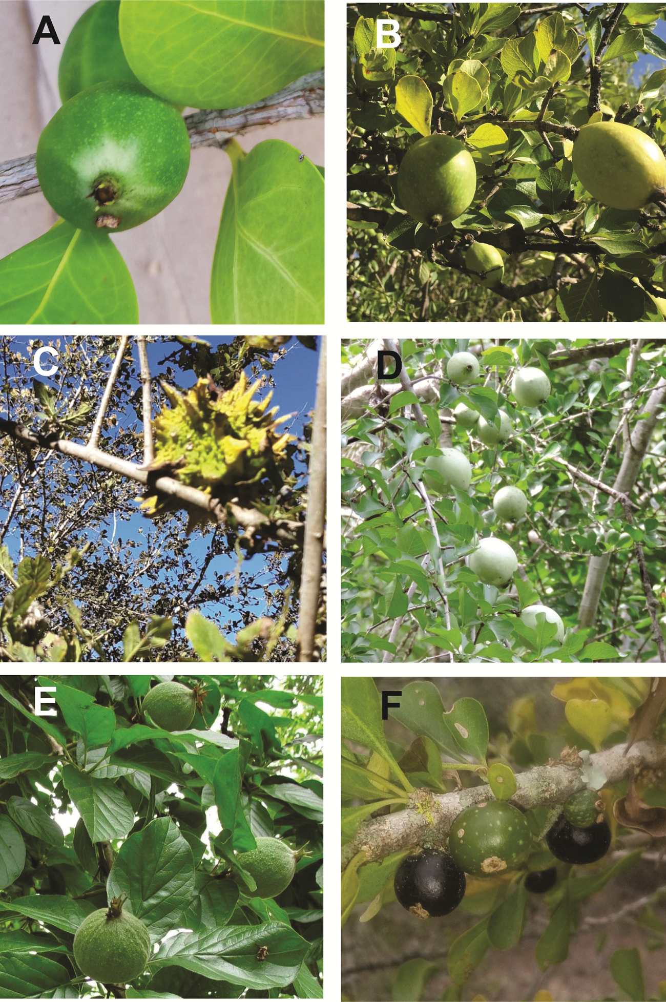 Phytochemical composition and biological activities of the plants of ...