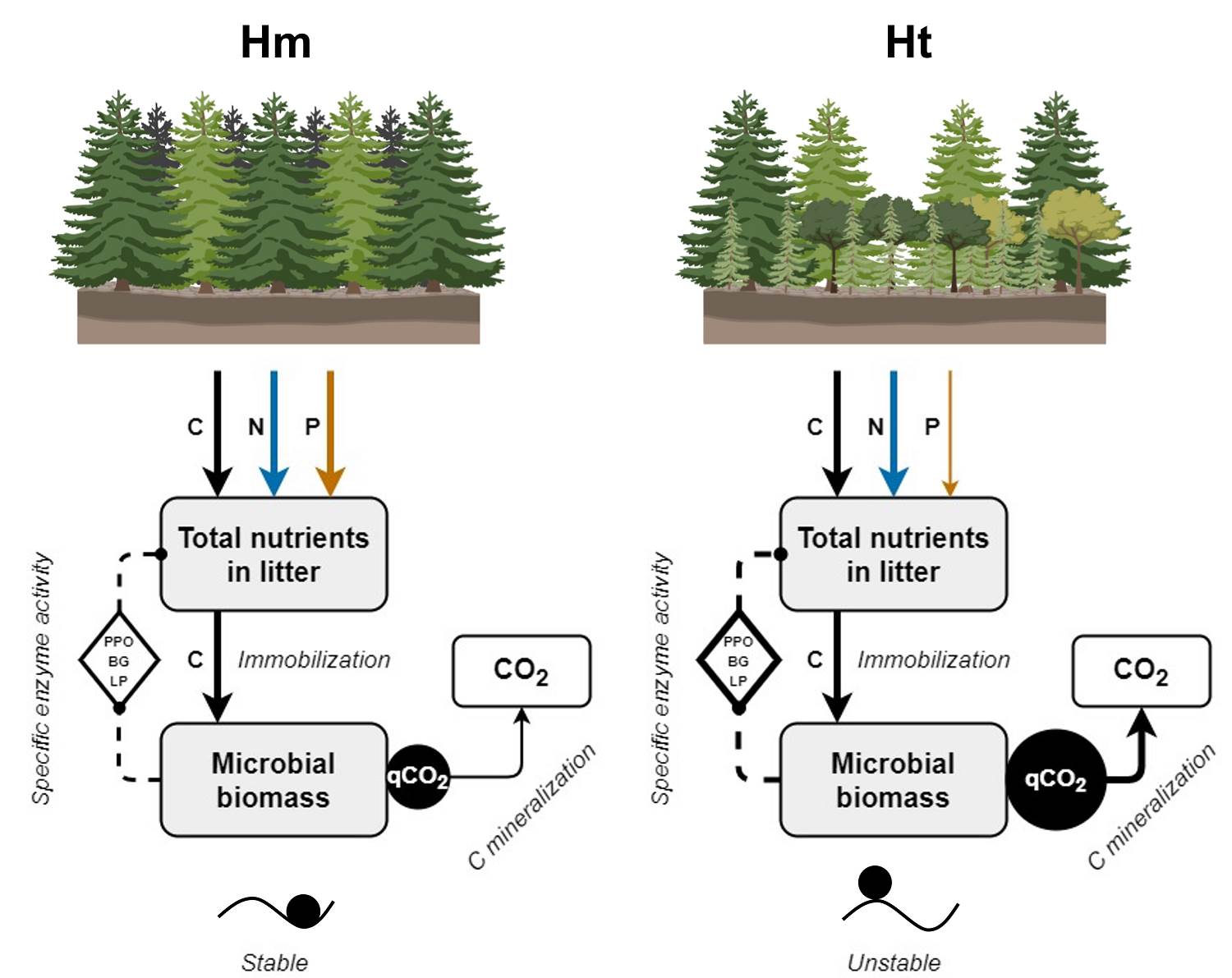 Tree stratum alteration decreases C use efficiency and the stability of ...