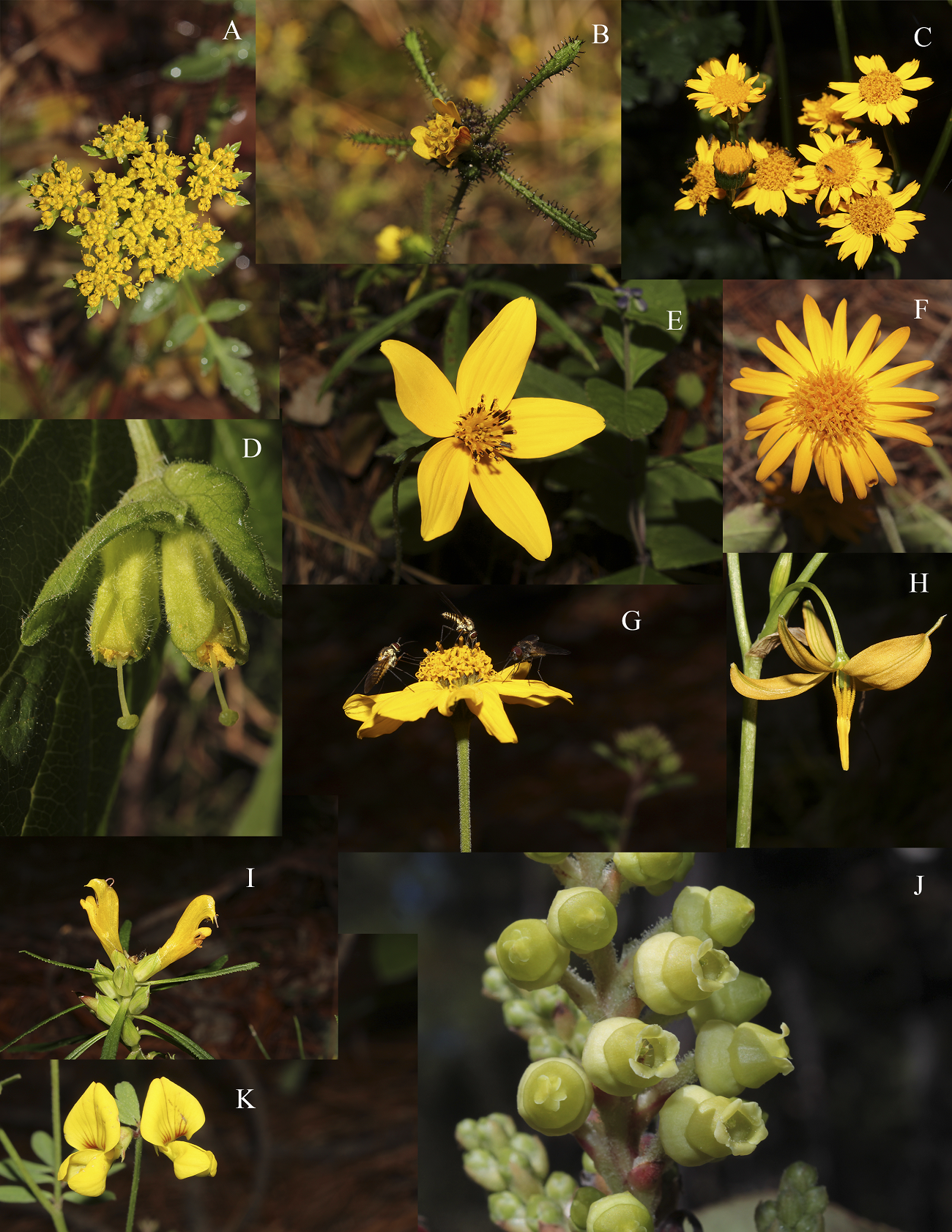 Flora vascular y vegetación del Área de Protección de Recursos ...