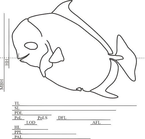 A Turonian pycnodontiform fish from the San José de Gracia Quarry ...