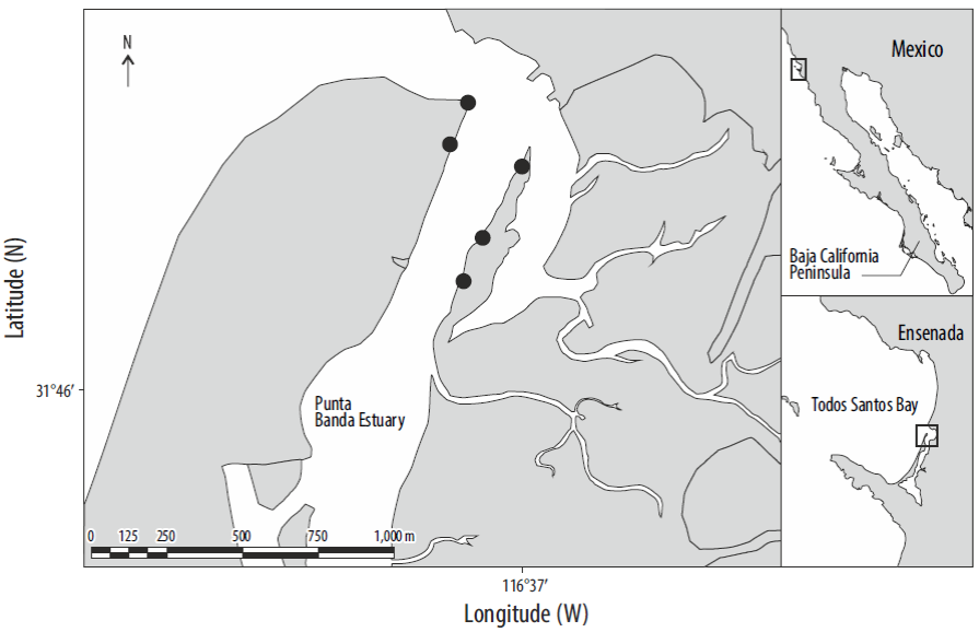 The timing of pupping and molting of the Pacific harbor seal, Phoca ...