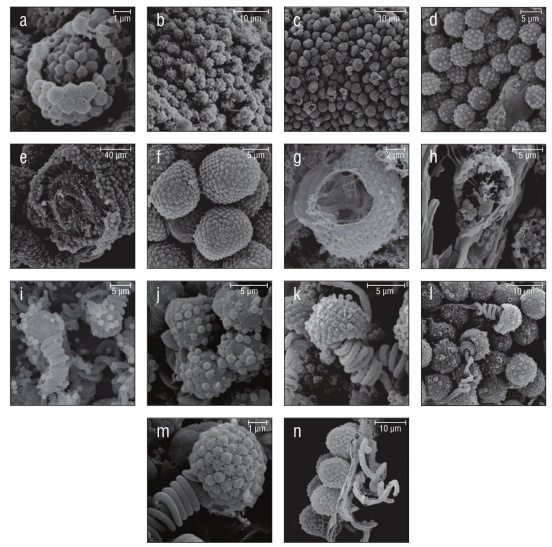 A sticky thicket of glue cells: A comparative morphometric analysis of ...