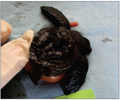 Evaluation of 2 methods of ex situ incubation for sea turtle eggs in ...