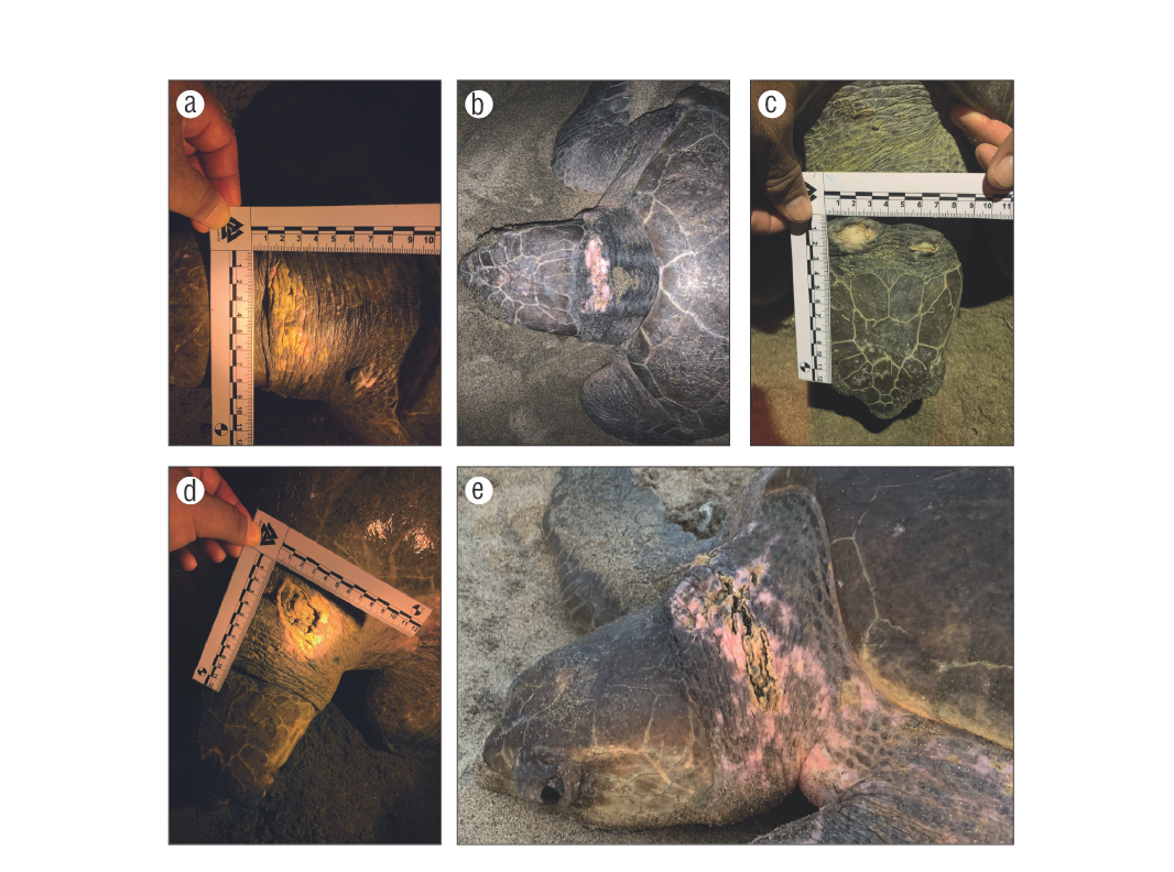 First findings of ulcerative and necrotizing dermatitis in olive ridley ...