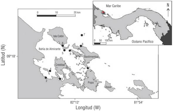 Fluorescence patterns and diversity of hydrozoans from Bocas del Toro ...