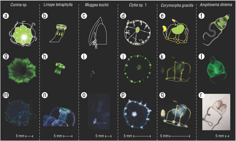 Fluorescence patterns and diversity of hydrozoans from Bocas del Toro ...