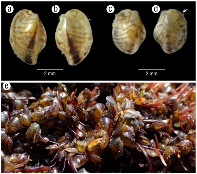 First record of the Indo-Pacific species Electroma vexillum (Bivalvia ...