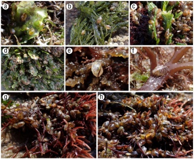 First record of the Indo-Pacific species Electroma vexillum (Bivalvia ...