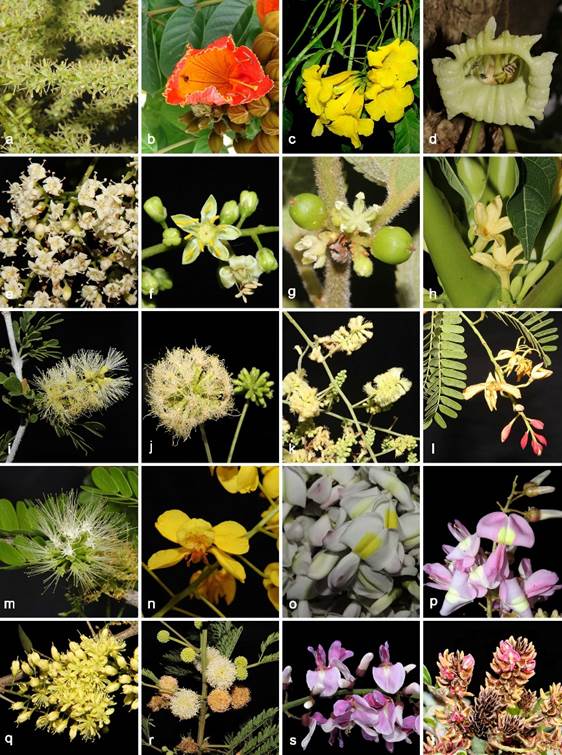 Especies arbóreas forrajeras de la península de Yucatán: una opción ...