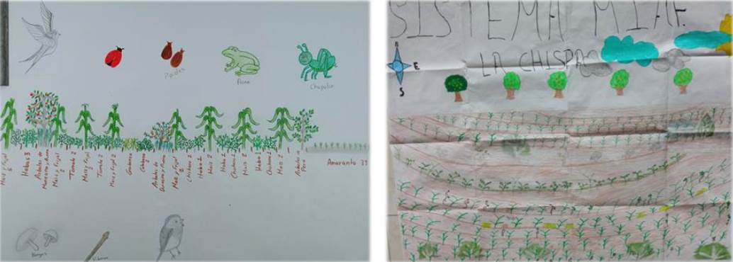 Elementos bioculturales, base para la adaptación del sistema MIAF en la ...