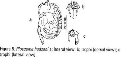 New records of brackish water Rotifera and Cladocera from Mexico