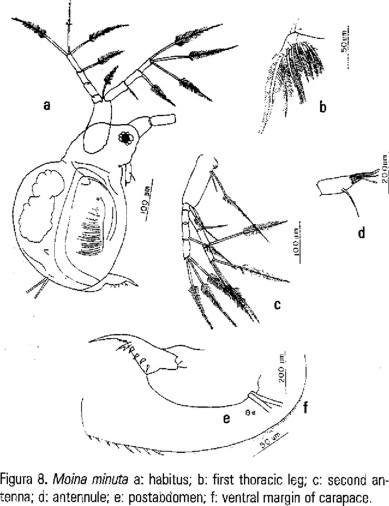New records of brackish water Rotifera and Cladocera from Mexico