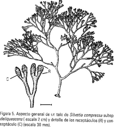 Hesperophycus y Silvetia representantes de la familia Fucaceae (Fucales ...