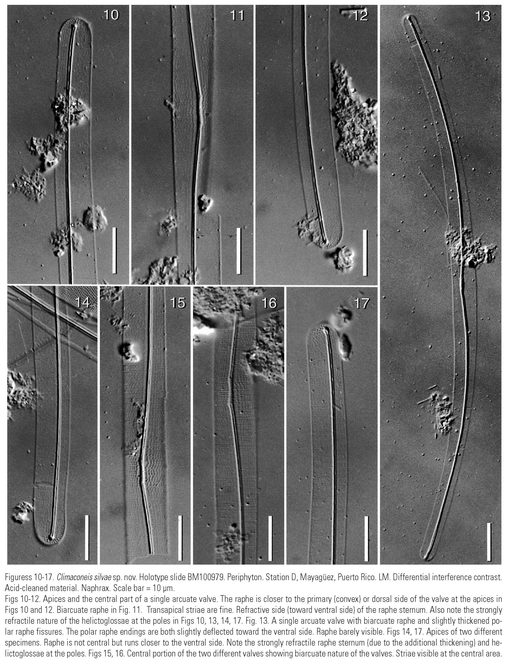 Fine structure and taxonomy of two species of the marine diatom genus ...