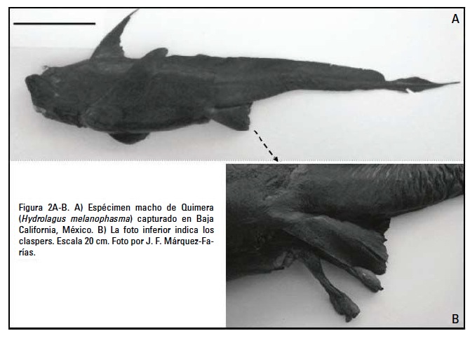 Notas sobre la morfología del aparato reproductor de la quimera ...