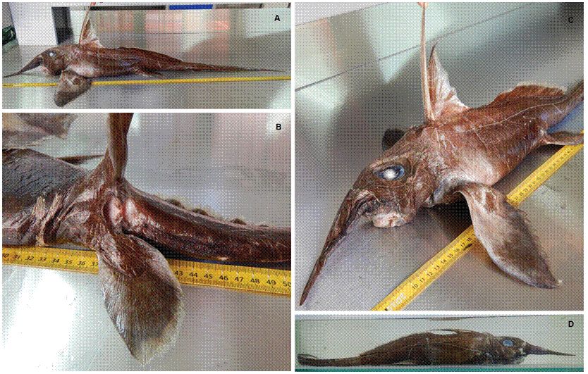 Segundo reporte de la quimera Harriotta raleighana (Chondrichthyes ...
