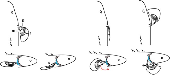 Allometric growth and reduced pectoral fin regeneration rate in ...