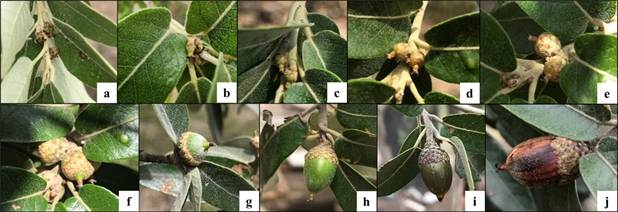 Descripción inicial de la Fenología de Quercus durifolia Seemen, árbol ...