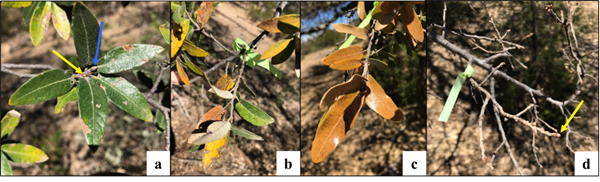 Descripción inicial de la Fenología de Quercus durifolia Seemen, árbol ...
