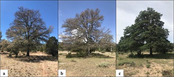 Descripción inicial de la Fenología de Quercus durifolia Seemen, árbol ...