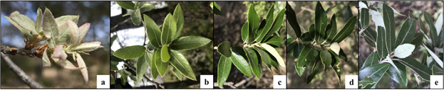 Descripción inicial de la Fenología de Quercus durifolia Seemen, árbol ...
