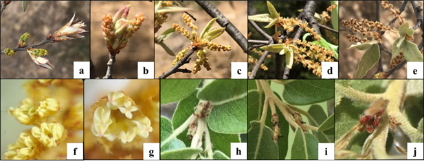 Descripción inicial de la Fenología de Quercus durifolia Seemen, árbol ...