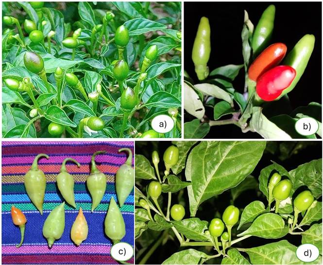 Etnobotánica de los chiles silvestres en dos comunidades ch’oles de ...