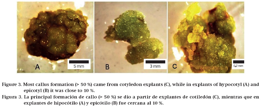 Morphogenic responses of three explants of Lupinus montanus (H.B.K ...