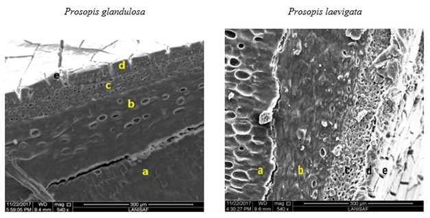 Factors influencing physical dormancy and its elimination in two ...