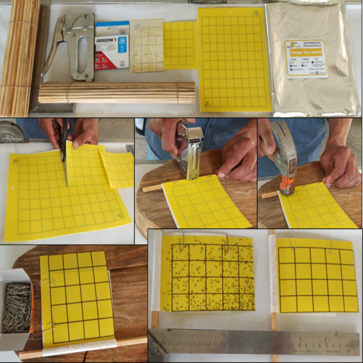Monitoring the Dark Winged Fungus Gnat (Bradysia impatiens Johannsen ...
