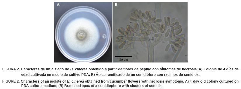 Etiología y control de la necrosis de flores y pudrición de frutos de ...