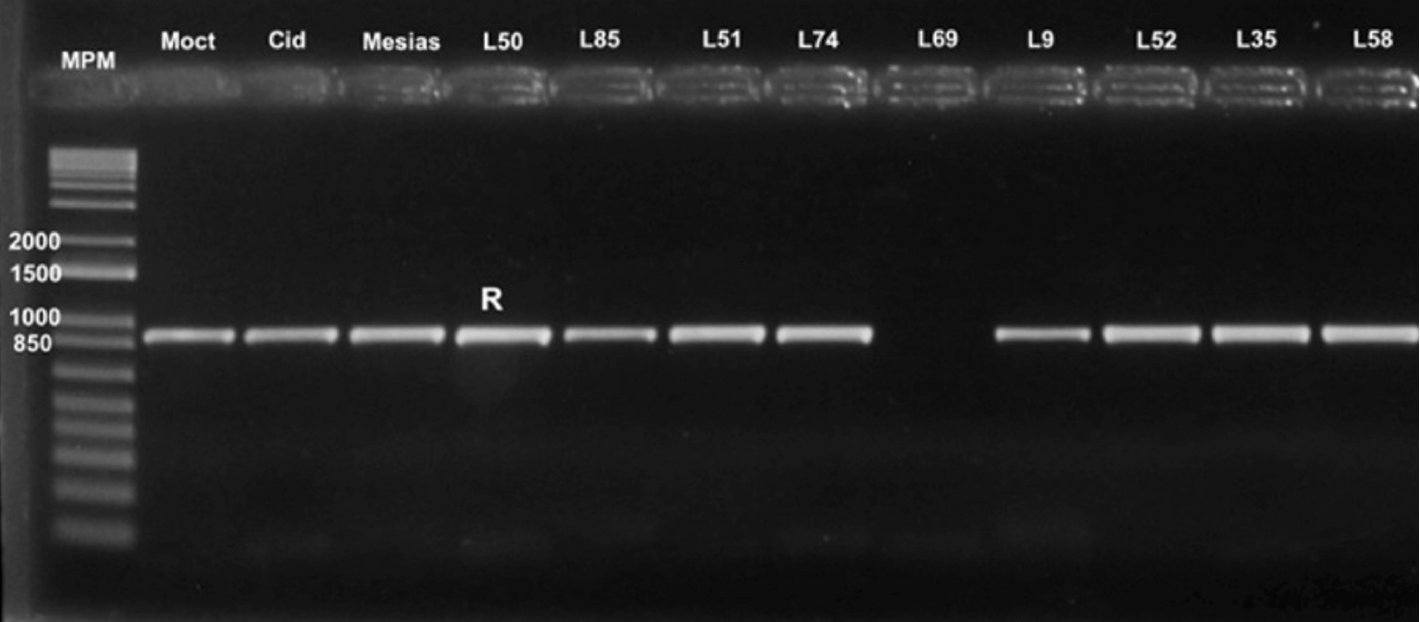 Molecular markers of pathogen resistance for assisted breeding of ...