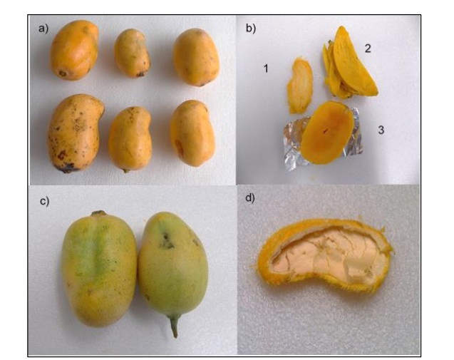 Análisis de perfil de textura de frutos partenocarpicos de mango cv ...
