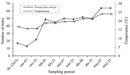 Tomato-associated phytophagous mites in northern Sinaloa, Mexico