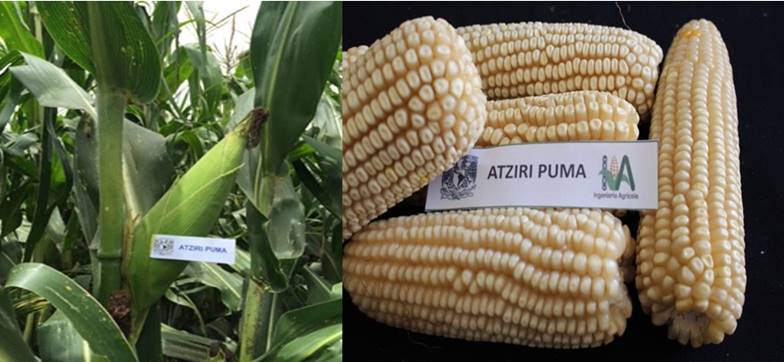 Atziri Puma: white grain corn hybrid for the High Valleys of Mexico