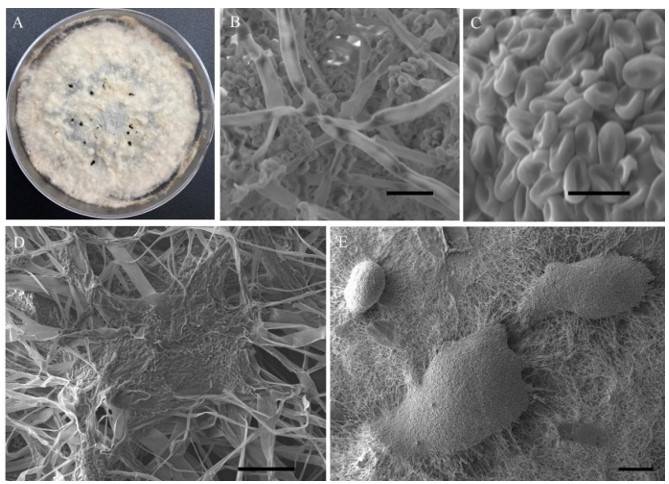 Identificación morfológica de hongos aislados de plantas de Garcinia ...