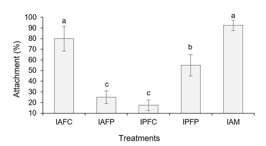 Promising rootstocks and peculiar handling of the grafting technique ...