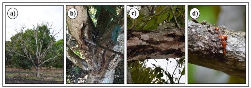 Manila mango dieback disease: histological characterization and ...