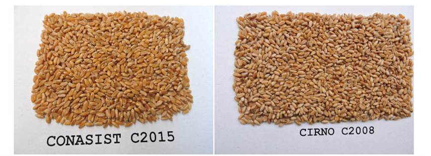 Conasist C2015, nueva variedad de trigo macarronero (Triticum durum ...