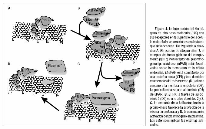 El kininógeno de alto peso molecular: su participación en la respuesta ...